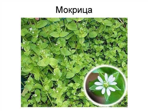 Звездчатка средняя мокрица мокричник полезные свойства и лекарственные ...